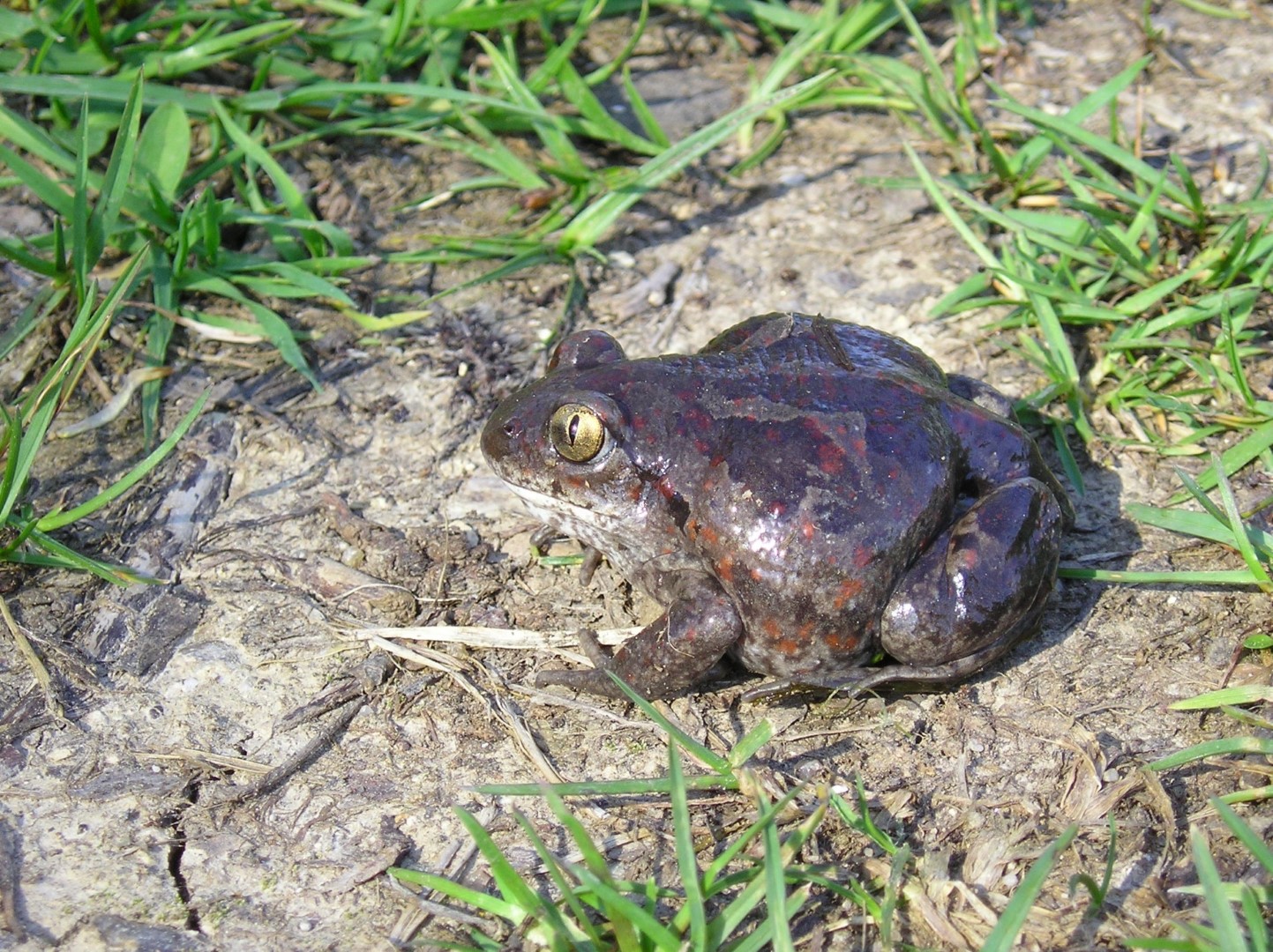 Hlasy zvířat